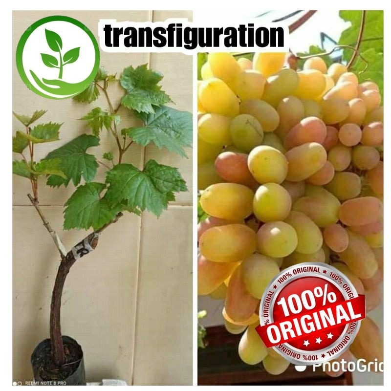 Jual Bibit Anggur Trans.(Transfiguration) import. Asli tanaman (Okulasi ...