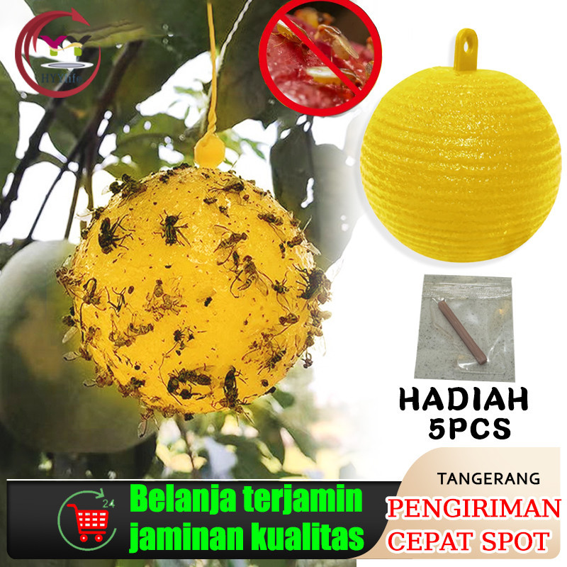Jual Bulat perangkap lalat buah (Yellow Trap Likat Kuning) | Shopee ...