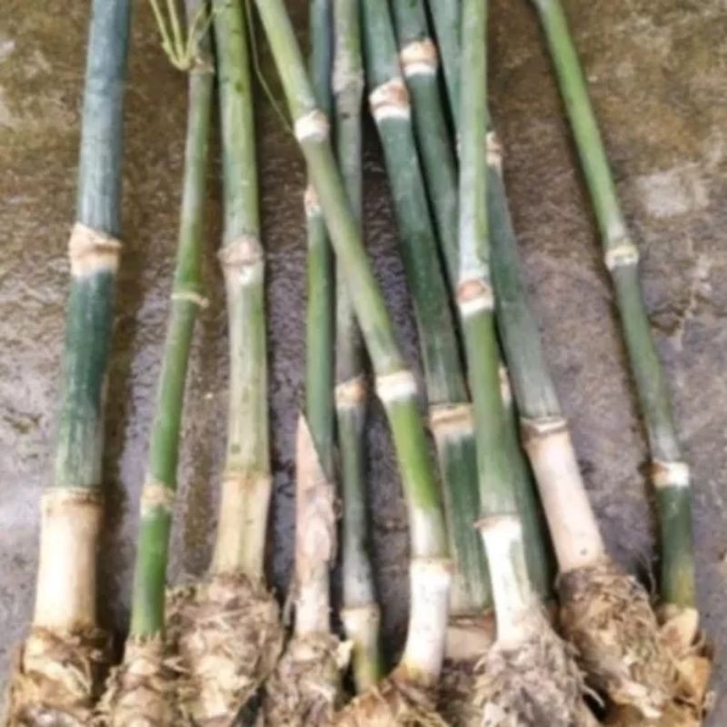 Jual Bambu Petung / Bibit Bambu Petung / Bambu Petung Jumbo / Bibit ...