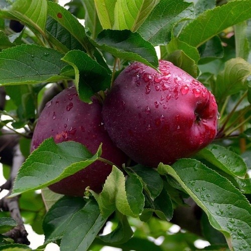 Jual Bibit Apel California Merah Hasil Cangkok Jaminan Pohon Cepat ...