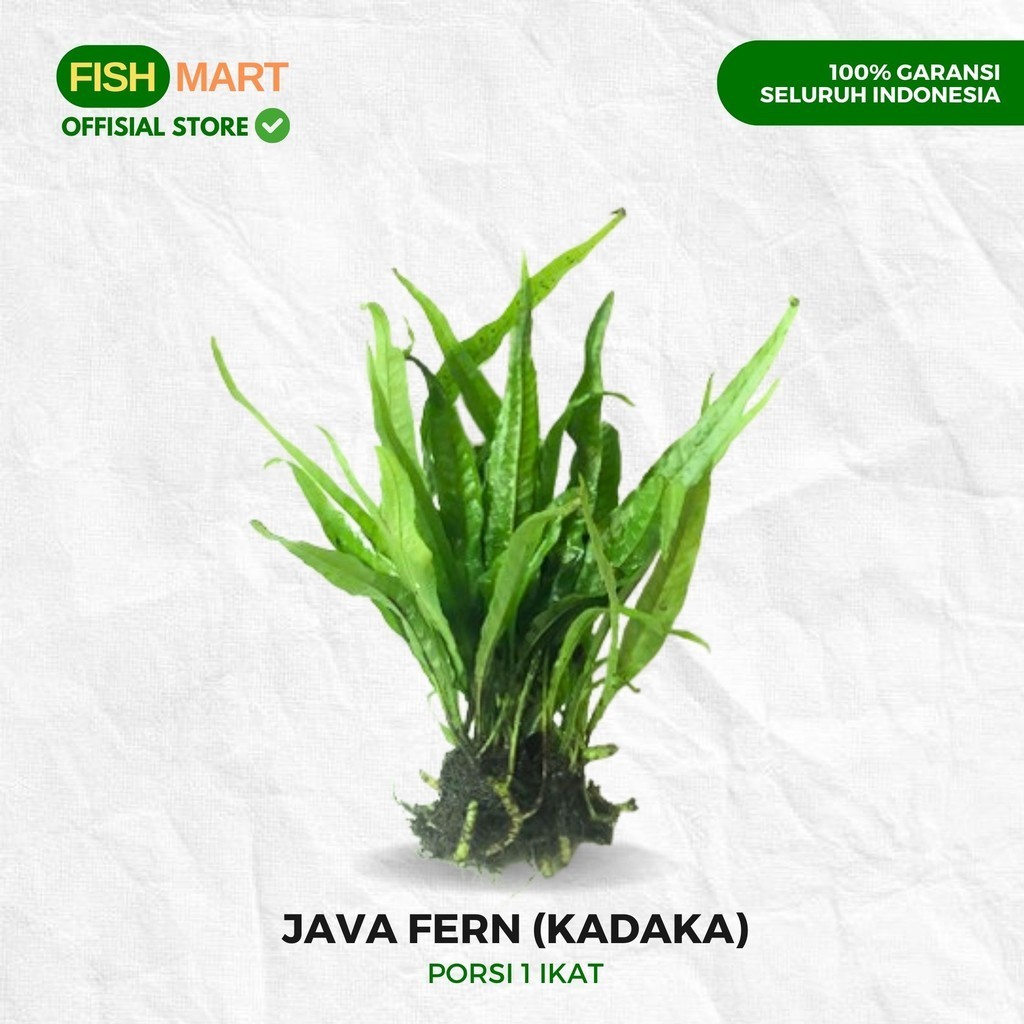 Jual Kadaka Java Fern Tanaman Tumbuhan Aquascape Tanpa Low Co2 | Shopee ...
