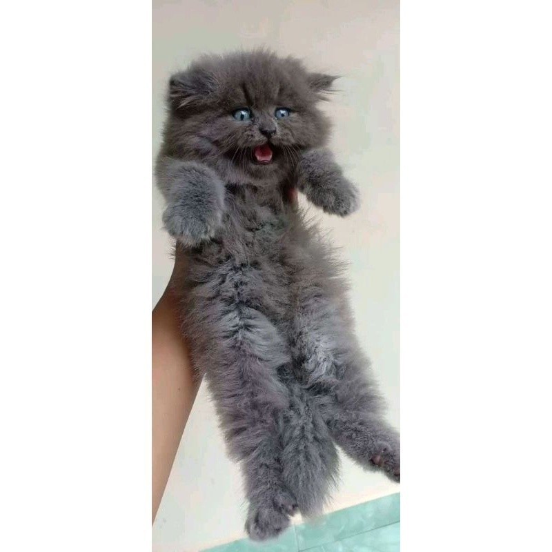 Jual Kucing persia Anggora murah KHUSUS WARNA ABU | Shopee Indonesia