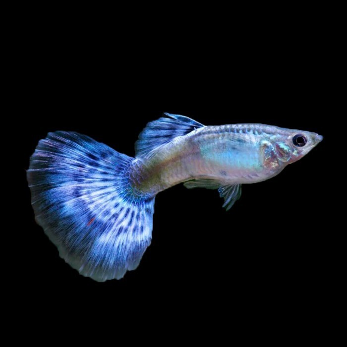 Jual Guppy Blue Diamond / Ikan Hias Air Tawar Aquascape | Shopee Indonesia