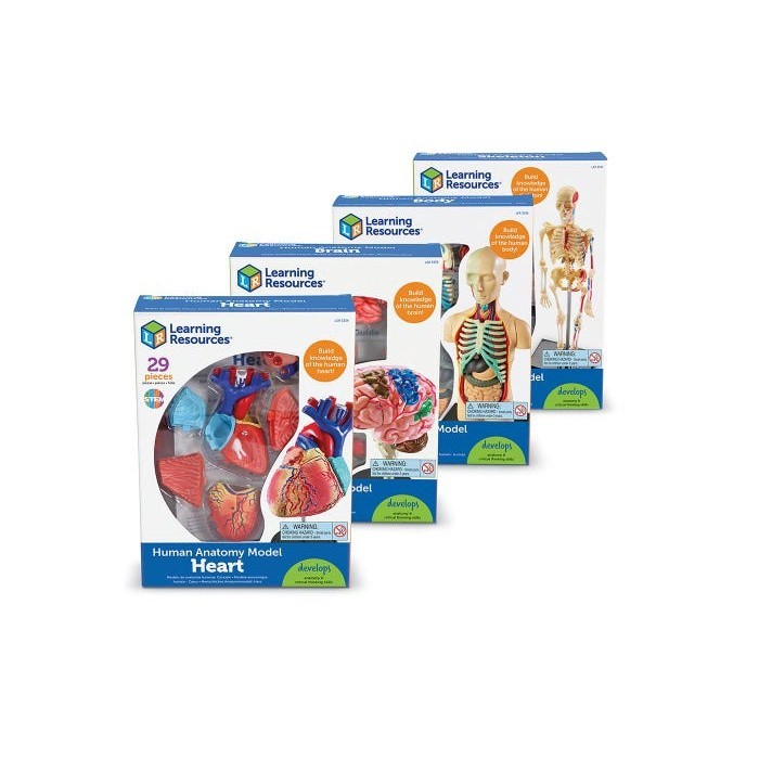 Jual Learning Resources Human Anatomy Model Bundle Set Skeleton Human ...