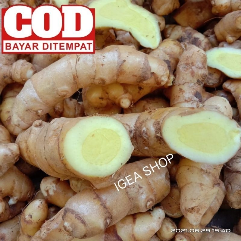 Jual TEMU MANGGA SEGAR 1KG KUNYIT MANGGA ready READY | Shopee Indonesia