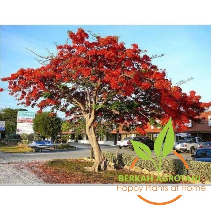 Jual Bibit Bunga Flamboyan ukuran 1meter | Shopee Indonesia