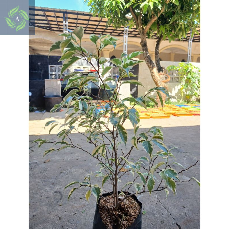 Jual Tanaman Hias Beringin Variegata, Bibit Pohon Beringin Variegata ...