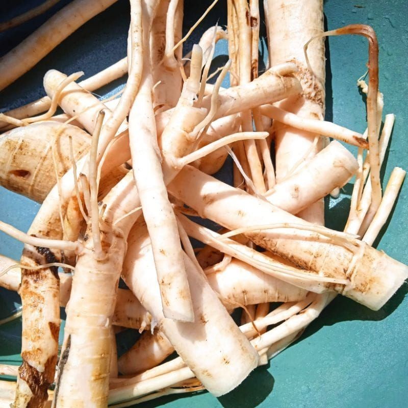 Jual Akar Pohon Pepaya Segar Per 1 Kg Steril | Shopee Indonesia