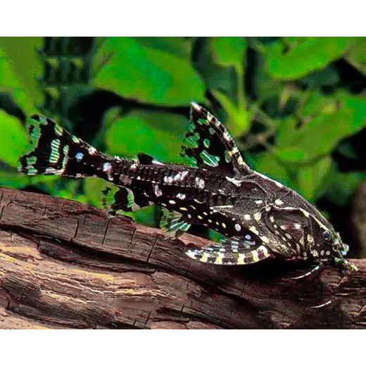Jual Ikan Agamyxis Spotted Raphael Catfish / Agamyxis Pectinifton ...