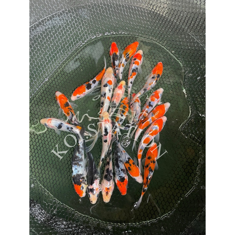 Jual (REG!!) koi warna - slayer - antikan sz 6-13 cm bibit unggul ...