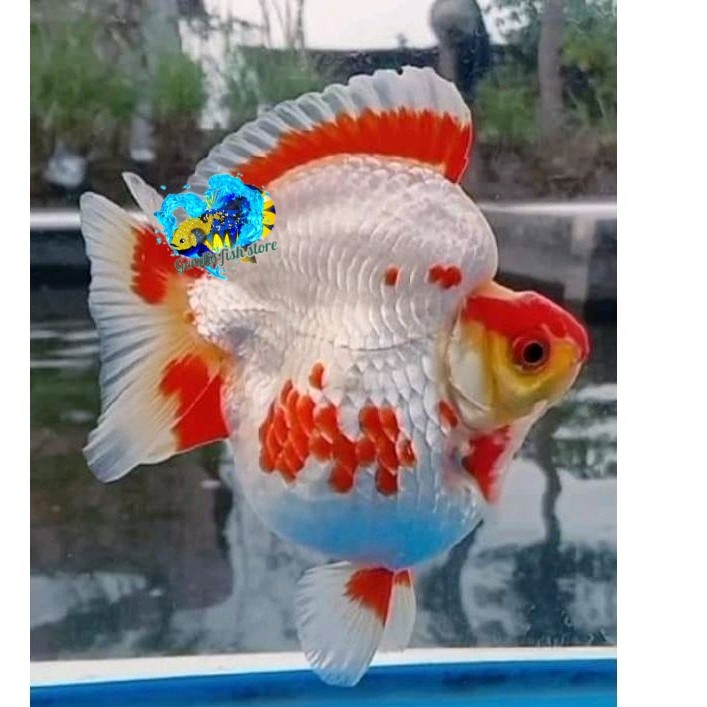 Jual Perlengkapan aquarium ikan mas koki ryukin / ryukin spek jumbo ...
