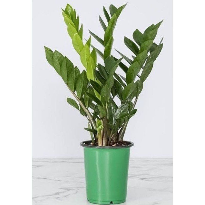 Jual tanaman hias zamia green/zamiacolkas 1-2 plant daun rimbun promo ...