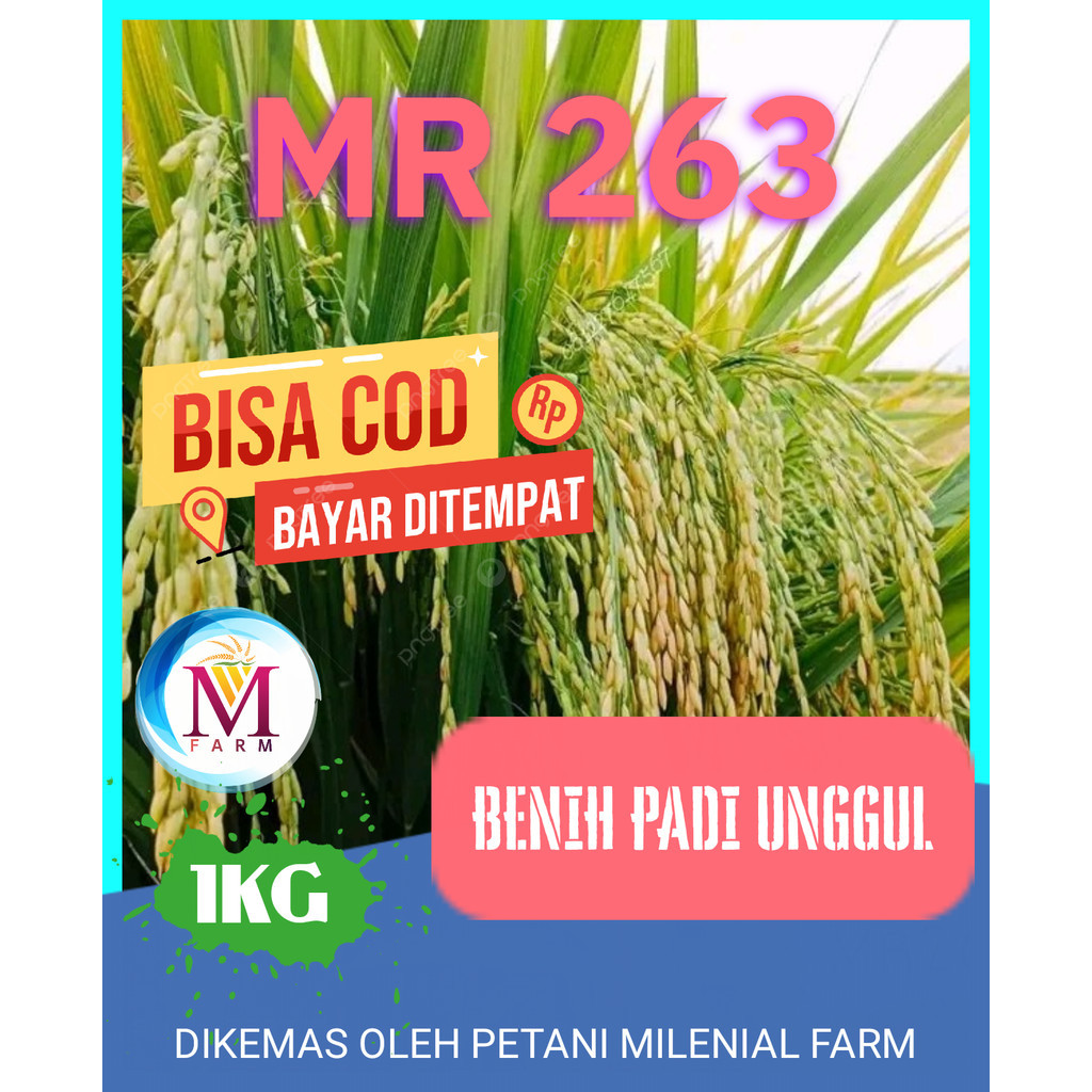 Jual Benih padi mr 263 kemasan 1kg | Shopee Indonesia