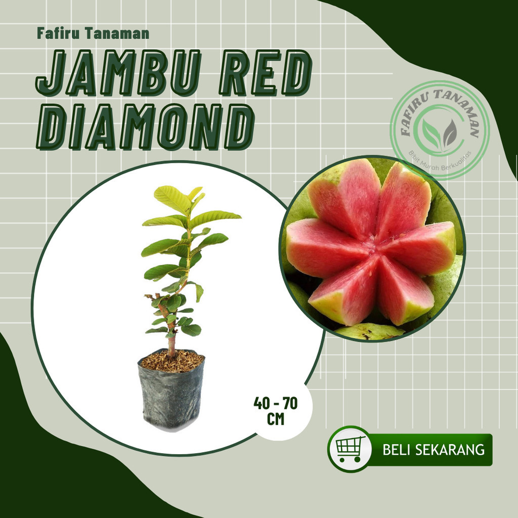 Jual Bibit Tanaman Jambu Red Diamond Kristal Merah okulasi siap tanam ...
