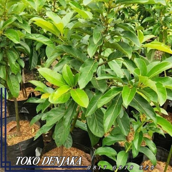 Jual ALPUKAT MENTEGA Tinggi 80- 1 Meter (Gratis Ongkir Seluruh Pulau ...