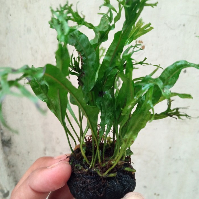 Jual Windelov Microsorum Pteropus Wabikusa / Tanaman Aquascape Aquarium | Shopee Indonesia