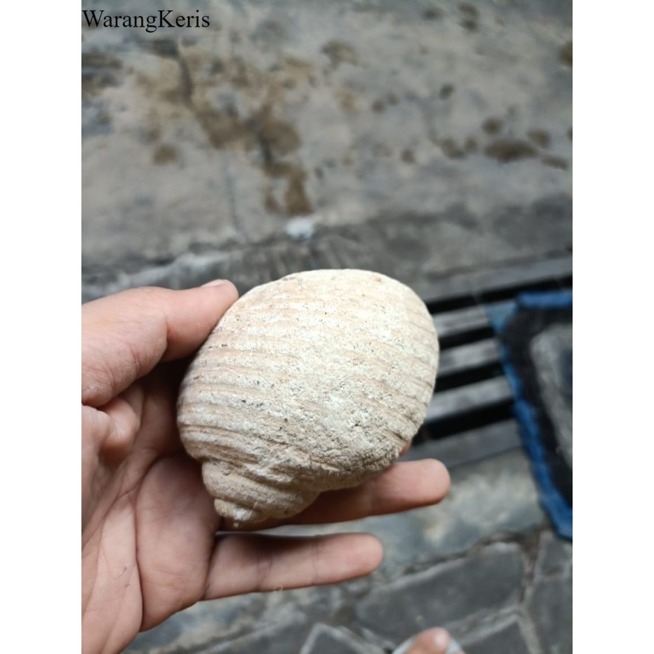 Jual fosil siput laut besar ajian kol buntet g4ding bk Keris sengkelat ...