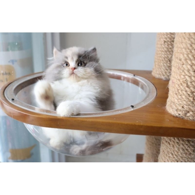 Jual KUCING PERSIA HIMALAYA RAGDOLL NORWEGIAN MUNCHKIN BY TAMARA CAT ...