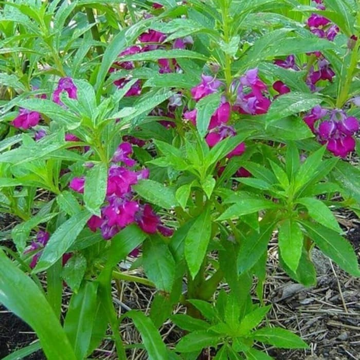 Jual Daun Pacar Air Segar 250 gram alami | Shopee Indonesia