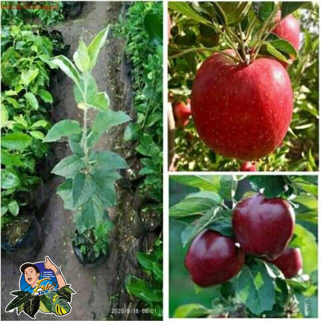 Jual BIBIT APEL FUJI CANGKOK CEPAT BERBUAH (BISA DITARUH POT) | Shopee ...