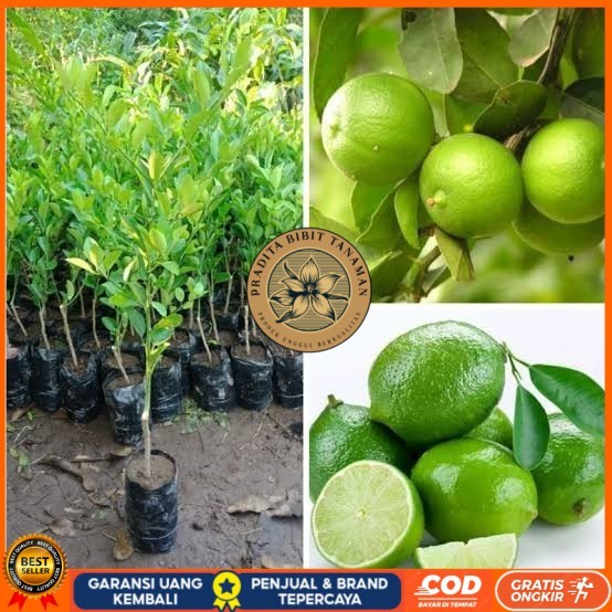 Jual Bibit Tanaman Buah Jeruk Nipis Asli, Pohon Jeruk Nipis Unggul ...