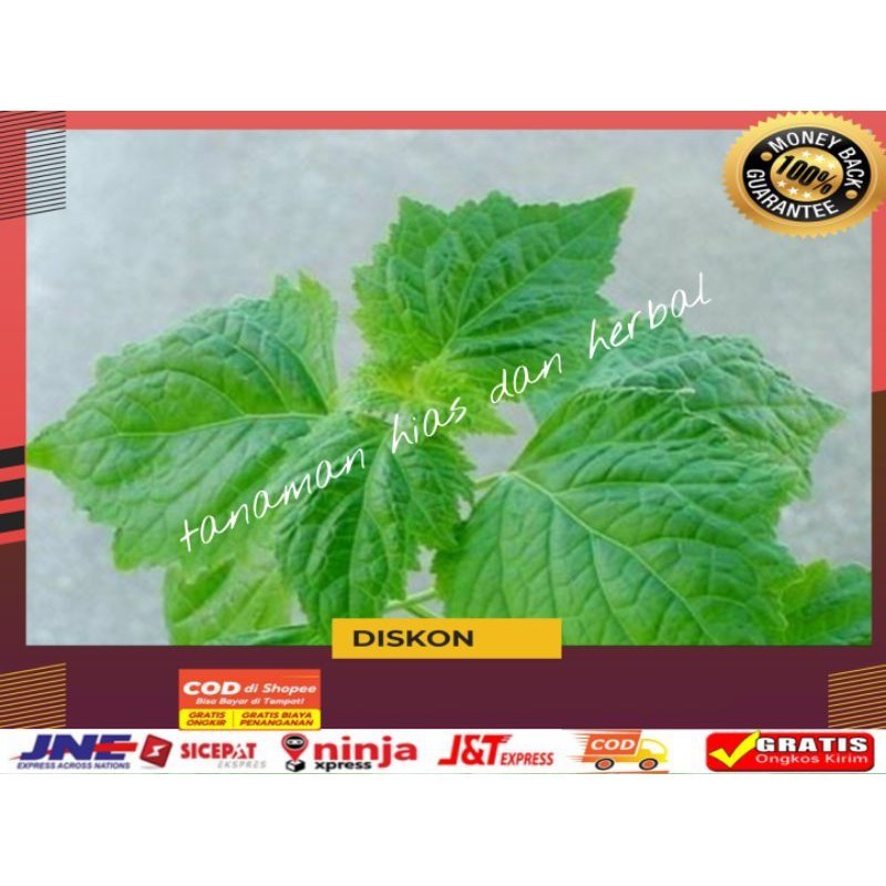 Jual Daun nilam atau dilem segar 500 gram siap petik | Shopee Indonesia