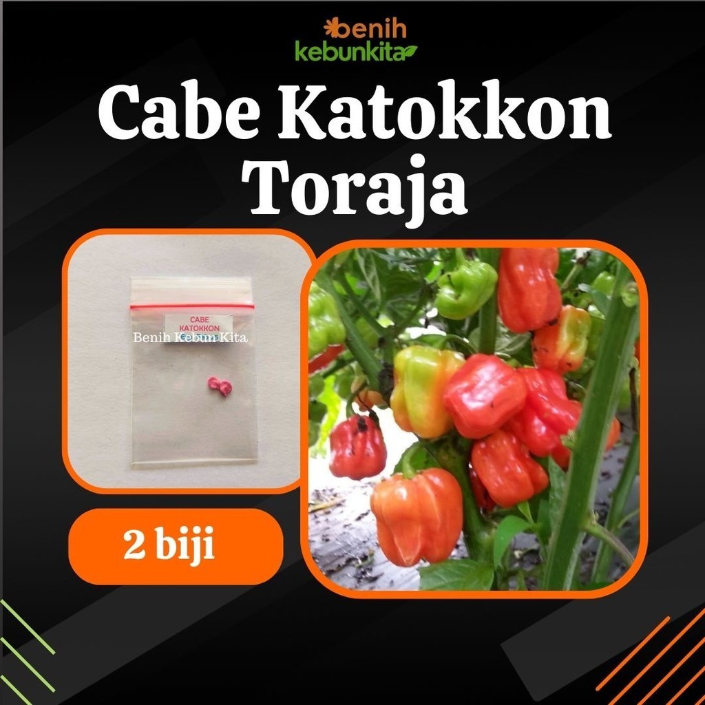 Jual Biji Benih Bibit Tanaman Sayuran Cabe Toraja Katokkon Unggul ...