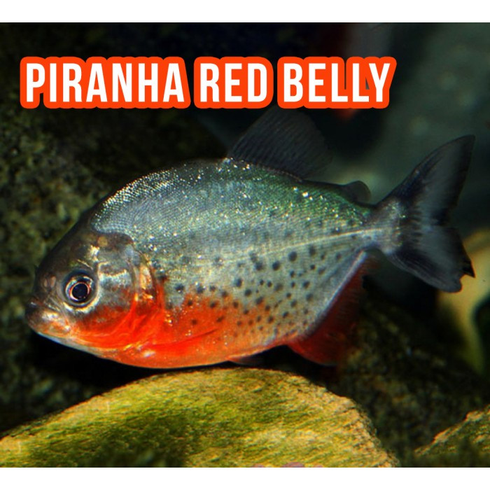 Jual Red Belly / Red Belied | Shopee Indonesia