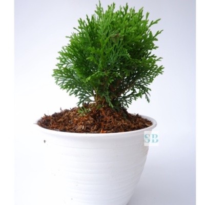 Jual Tanaman Daun Cemara Enoki mini pohon cemara | Shopee Indonesia