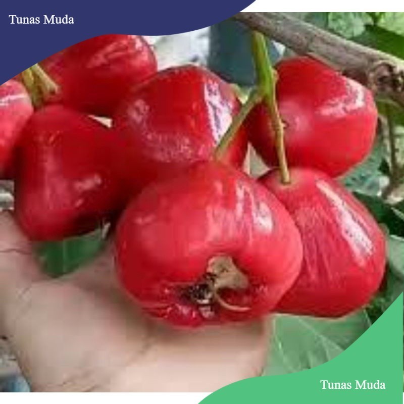 Jual BIBIT JAMBU AIR RED TAIWAN OKULASI INDUKAN PERNAH BERBUAH | Shopee ...