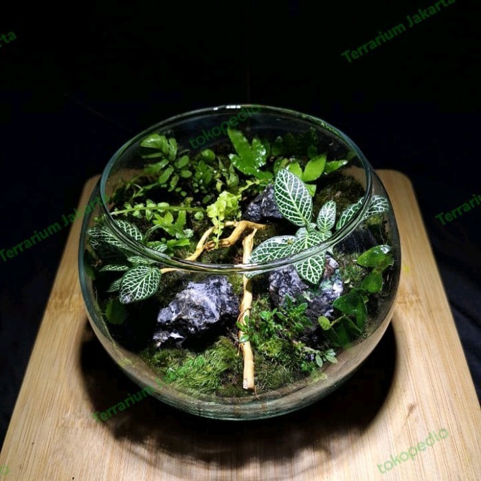 Jual rain forest terrarium closed - Type 2 | Medium size - Siap pajang ...