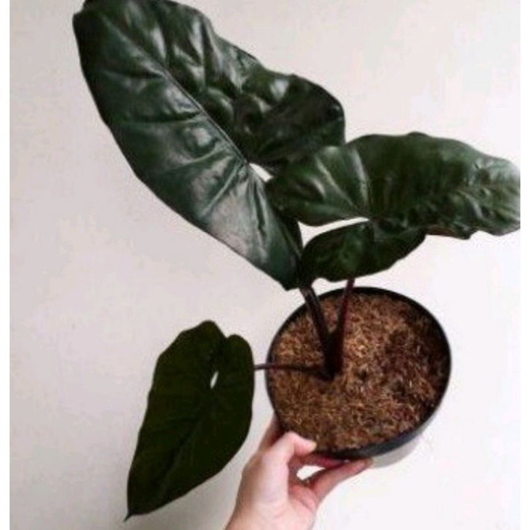 Jual Tanaman Hias keladi Sente Hitam/talas hitam/Lompong/Talas Wulung ...