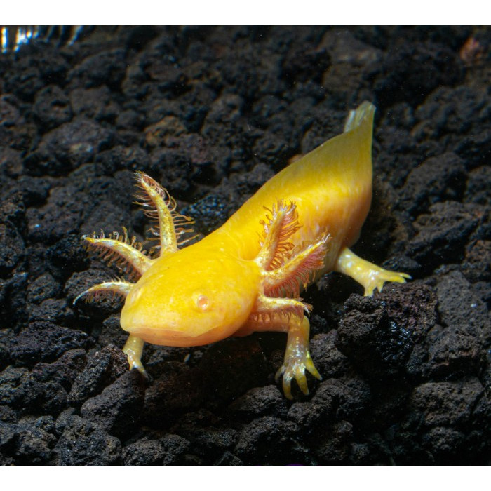 Jual Axolotl Golden Yellow Dogfish Salamander Walking Fish | Shopee ...