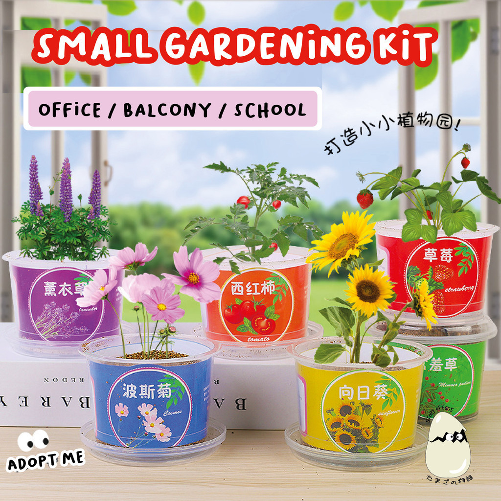 Jual Souvenir Menanam Hemat Gardening Starter Mini Grow Kit Paket ...
