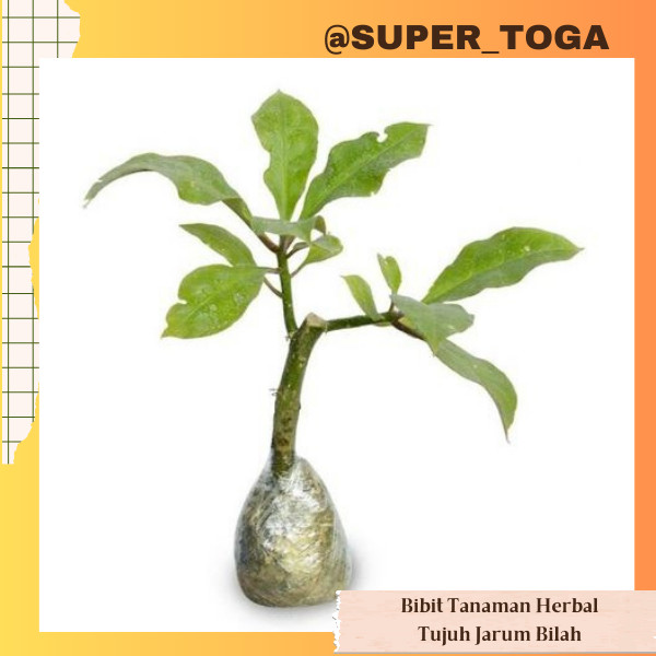 Jual TUJUH JARUM BILAH bibit tanaman tujuh jarum bibit daun tujuh jarum ...