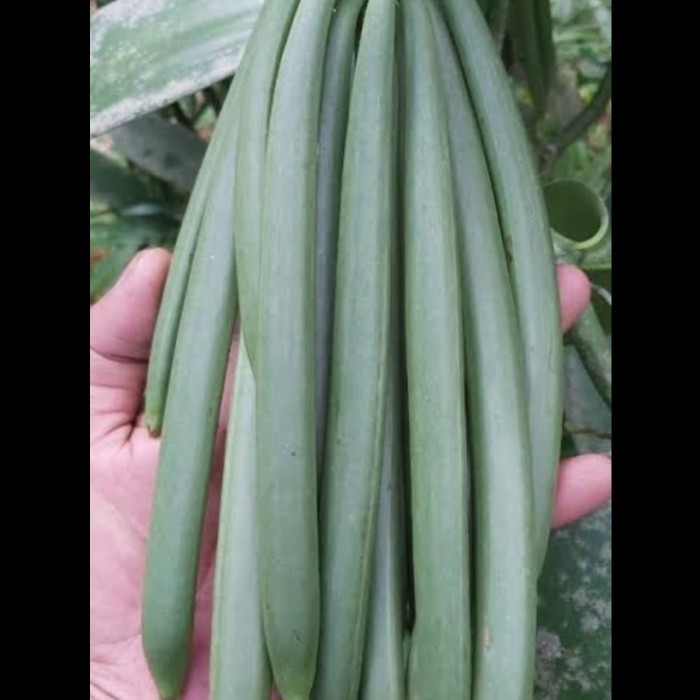 Jual 1kg Buah Vanilla Vanili Segar Panili Basah Masih Fresh Baru Petik ...