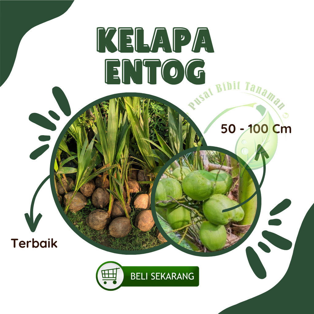 Jual Bibit Kelapa entok entog asli tanaman hidup | Shopee Indonesia