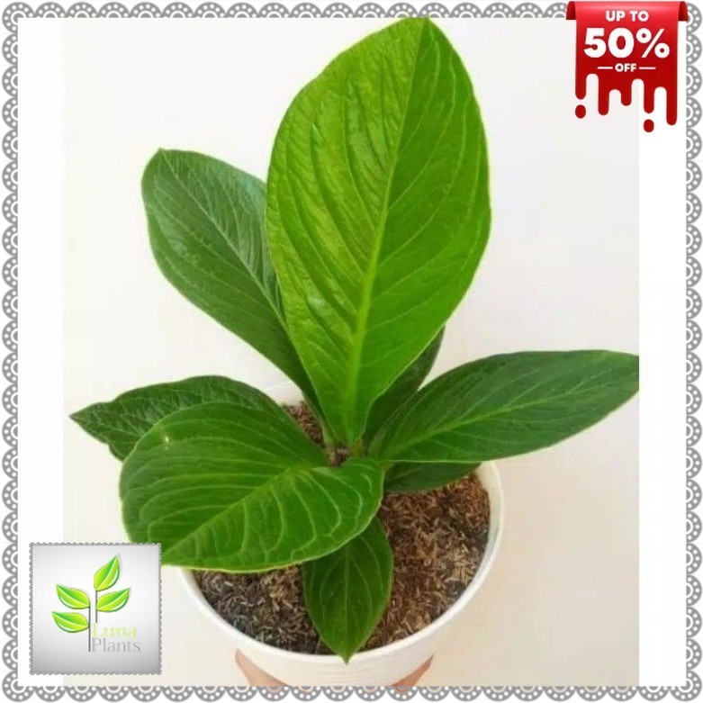 Jual ( BISA COD ) PROMO! Tanaman Hias Anthurium Jenmani Cobra Dewasa ...