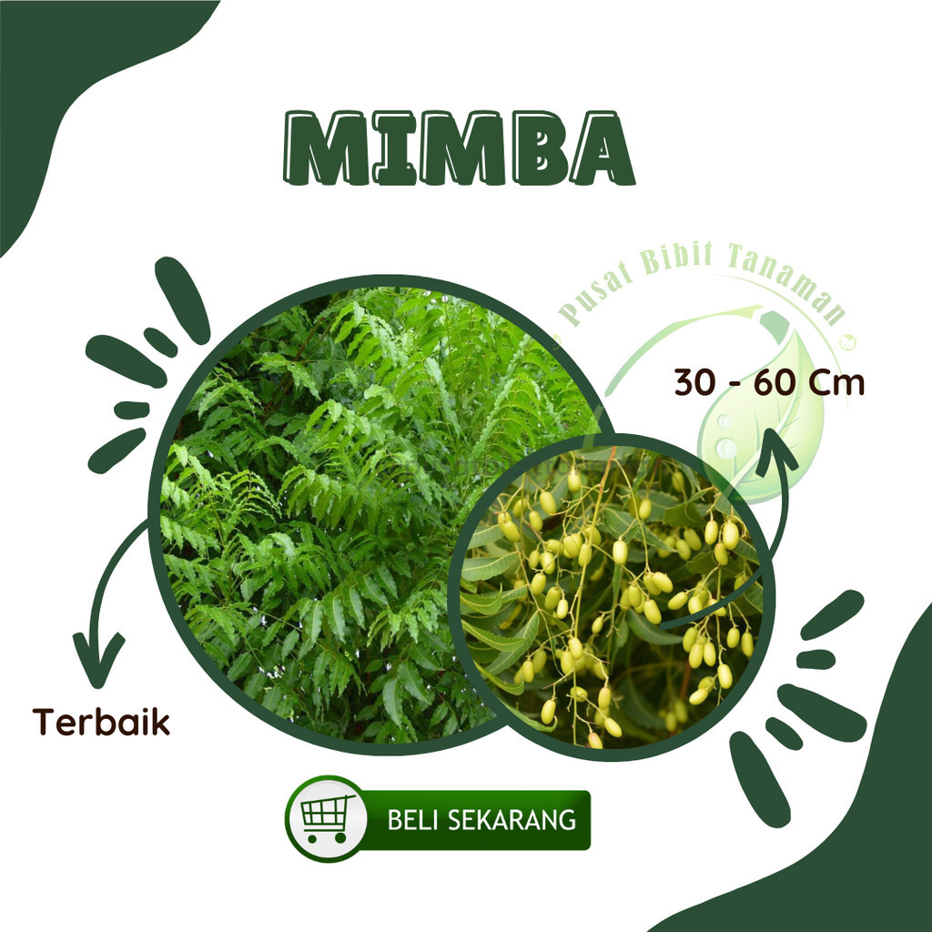 Jual Bibit pohon mimba tanaman pohon mimba siap tanam | Shopee Indonesia