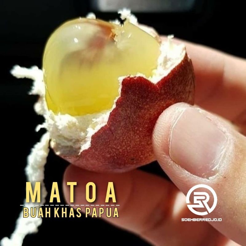 Jual Ori! Bibit Buah Matoa | Tinggi 50-70 cm | Buah Asal Papua | Batang ...