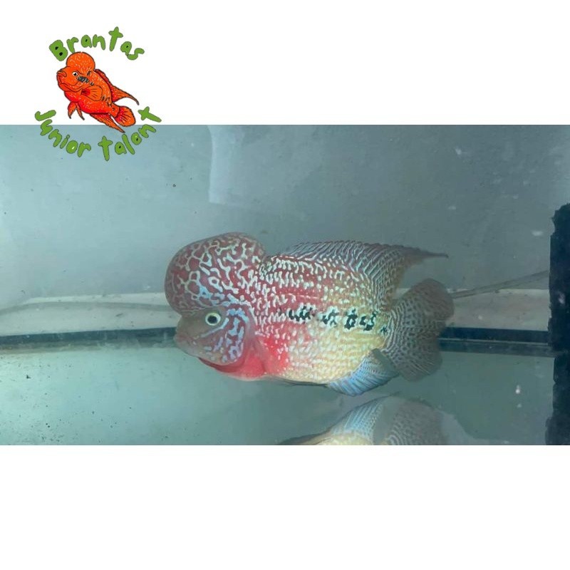 Jual Kebutuhan akuarium Burayak ikan louhan Lohan Kamfa f2 Red | Shopee ...