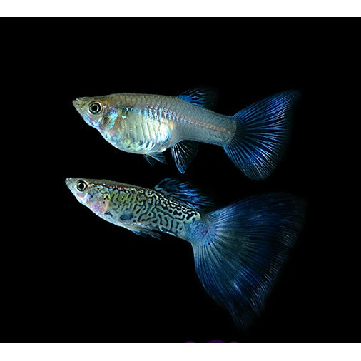 Jual Guppy Snake Skin Blue Tail / Ikan Hias Air Tawar | Shopee Indonesia