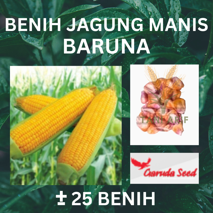 Jual 25 Butir - Benih Jagung Manis BARUNA Benih Garuda Seed Bibit ...