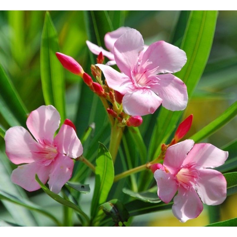 Jual Tanaman Bunga Nerium Oleander Pink | Shopee Indonesia
