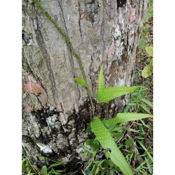 Jual Ready stok banyak Bibit Tanaman Pakis Rambat Paku Hutan Langka ...