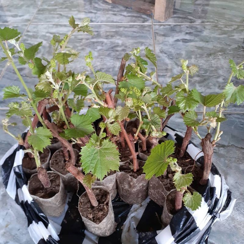 Jual BELI 5 GRATIS 1 BIBIT ANGGUR PINK STEK CEPAT BERBUAH | Shopee ...