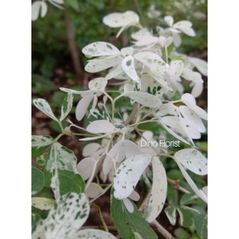 Jual Bibit Tanaman Pohon Asem Belanda / Asem Londo / Asem Kranji ...