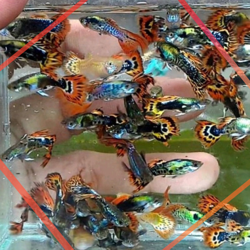 Jual hias tanaman hiasan aquarium guppy cendol warna warni paket 20 ekor murah meriah | Shopee ...