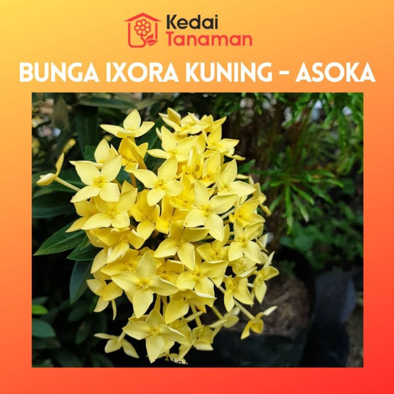 Jual Tanaman Hias Hidup Bunga Soka Kuning- Bunga Asoka Kuning - Bunga ...