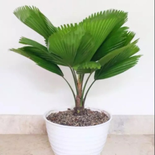 Jual Tanaman Hias Palm Kipas asli - Bibit Tanaman Palem Kol - PALEM ...